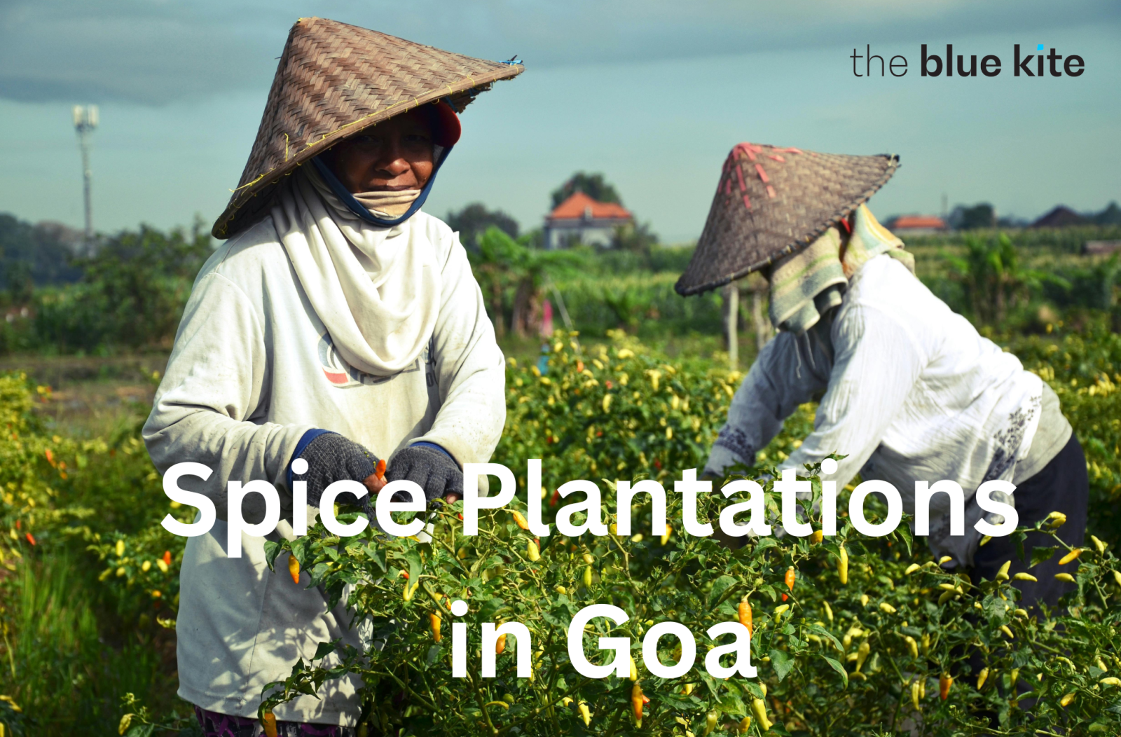 Spice Plantations in Goa: Where Flavour and Tradition Meet